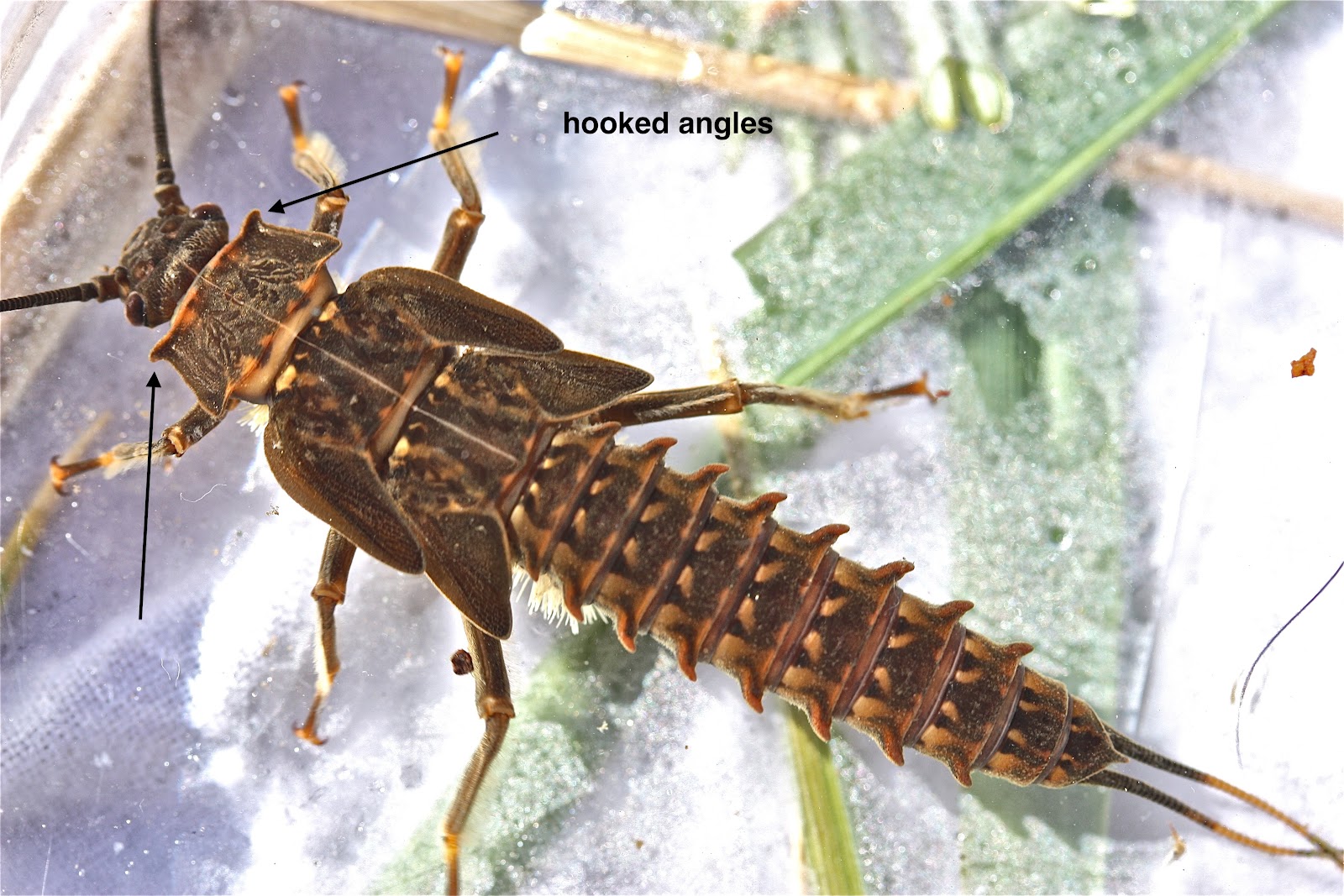 Aquatic Insects of Central Virginia: Pteronarcys biloba: The "Giant" of ...