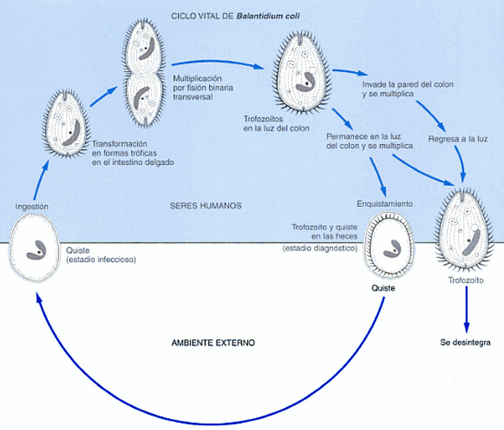 Amigos que conocí en la Universidad: Balantidium Coli