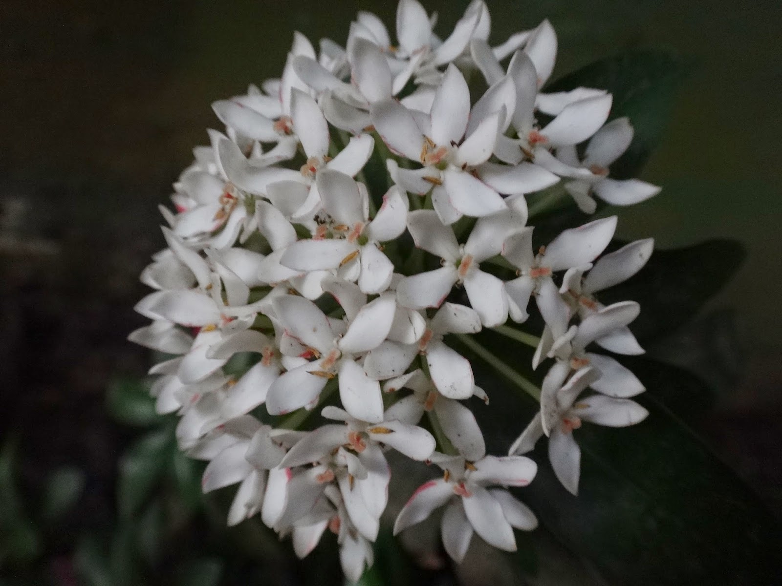 Uma flor por dia: Mini-Ixora