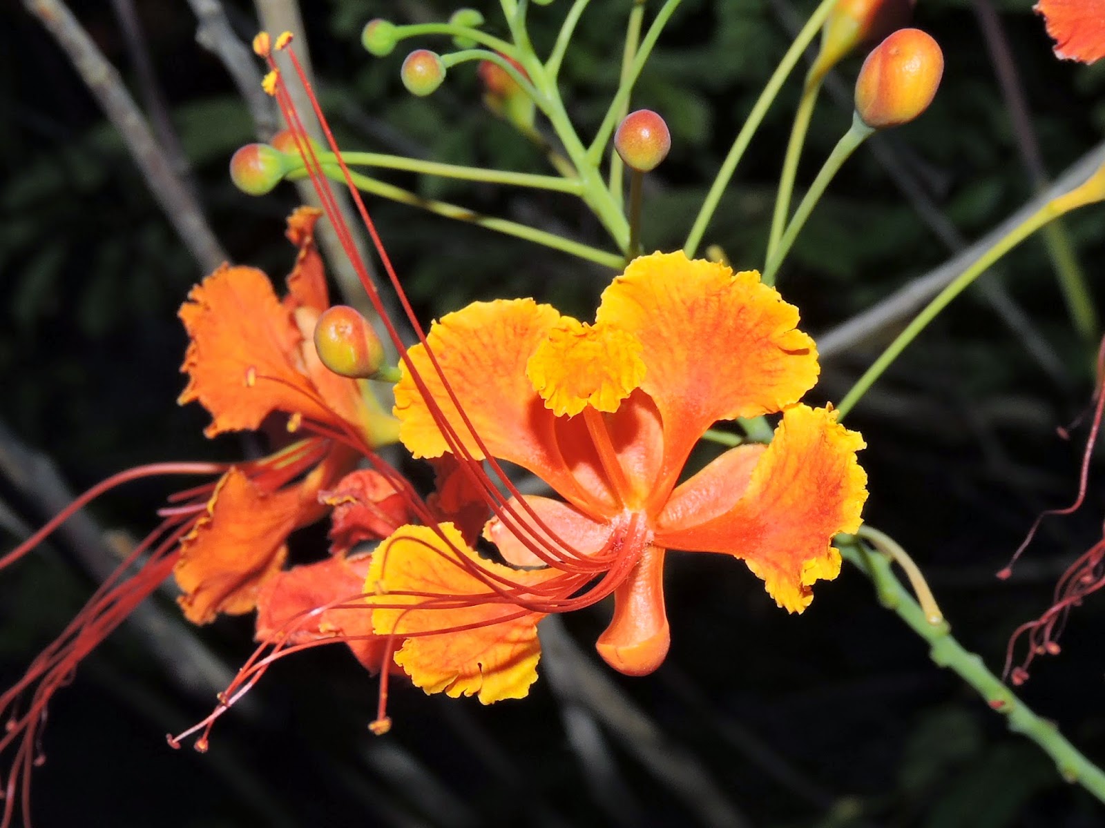 Fabaceae - Leguminosae no Brasil: Fabaceae - Caesalpinia pulcherrima (L ...