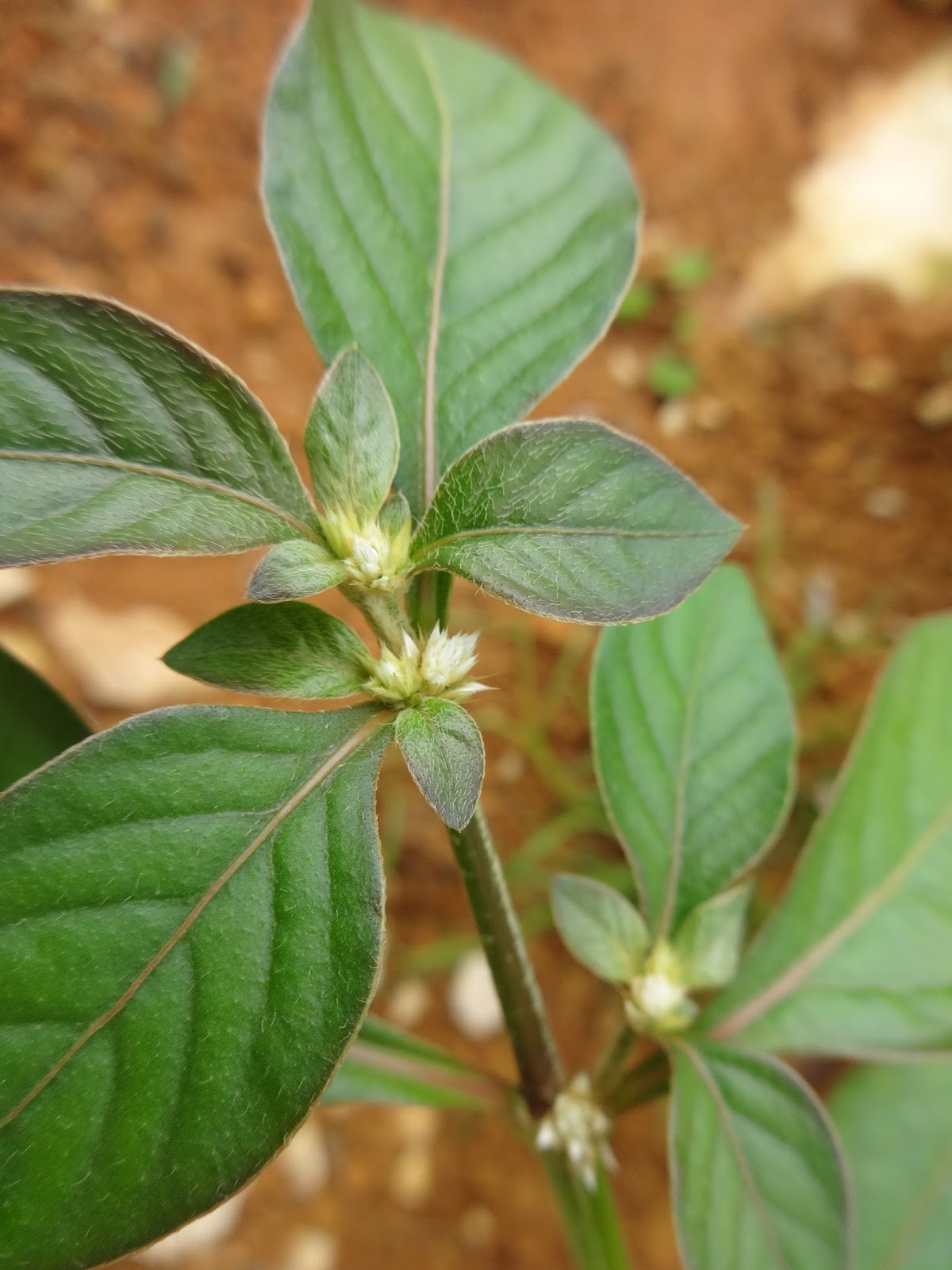 Herbs from Distant Lands: Alternanthera sessilis - Sessile Joyweed ...