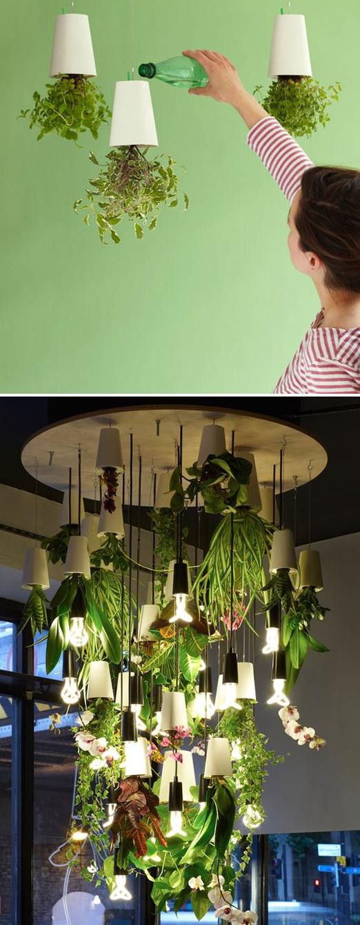 Plants upside down in enclosed areas - a new idea - garden favorite