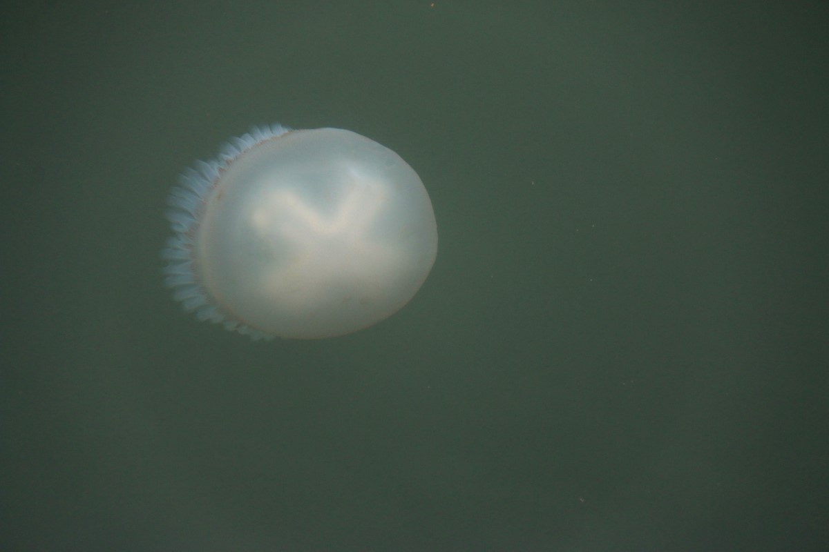 Peniche terra de mar e sol: ALFORRECAS NO PORTINHO DO MEIO
