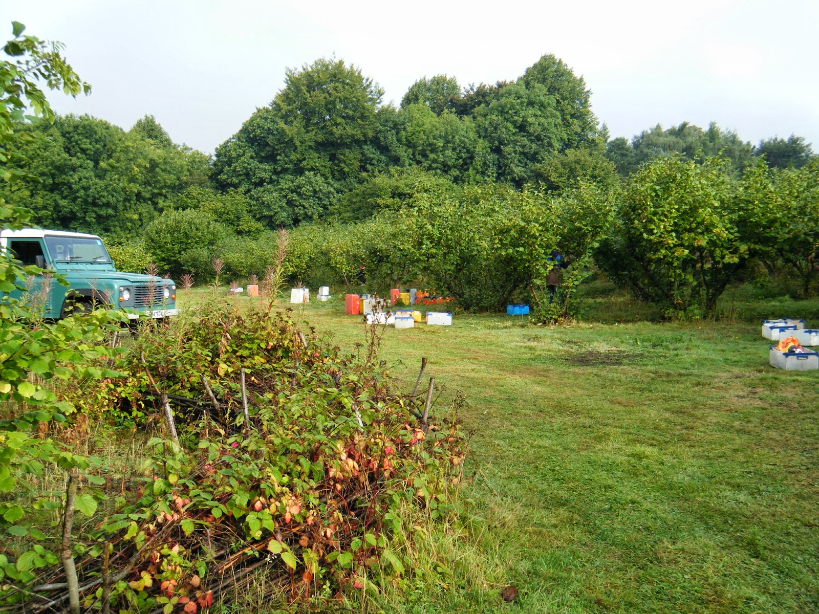 Ightham Mote Cobnuts Project: A Good Year for the Cobnut Plat