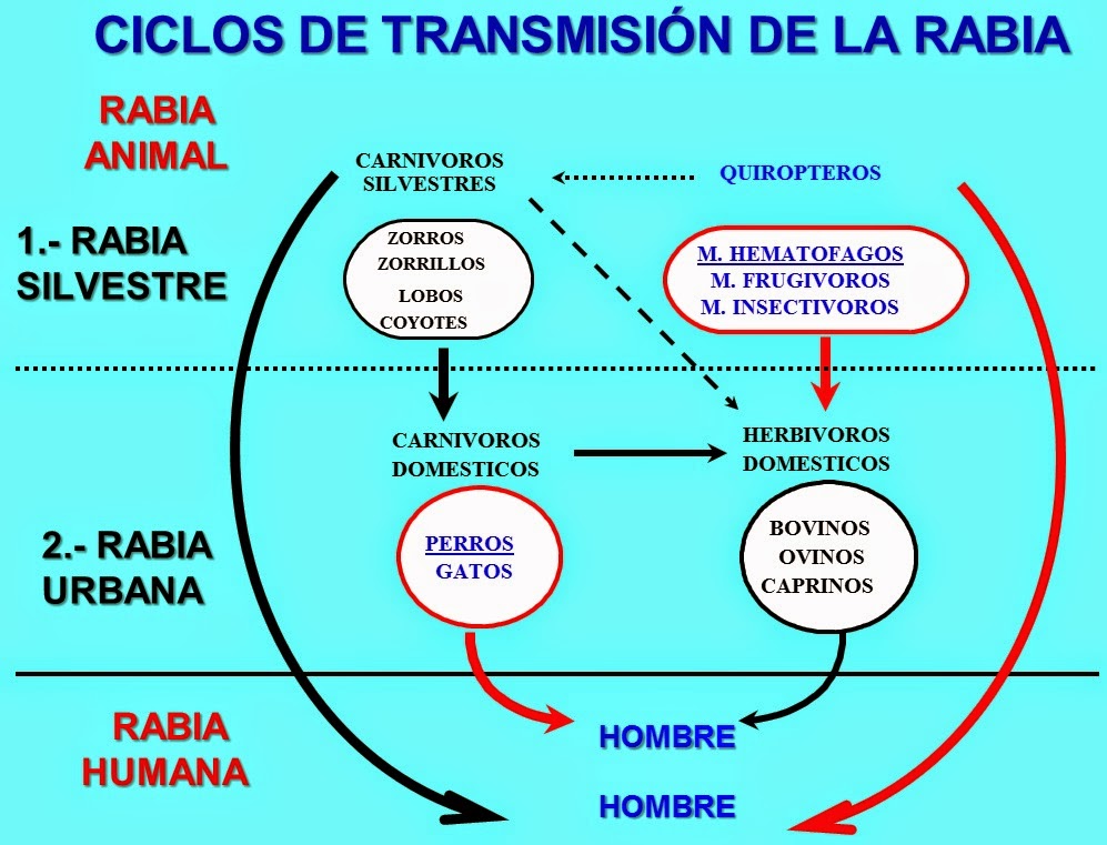 SALUD AMBIENTAL: Control de Rabia