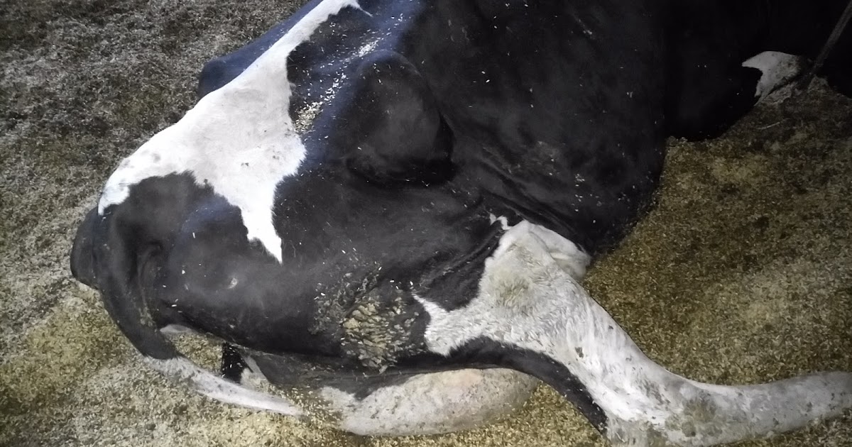 【HAPPY DAIRY COWS】 clover farm HP