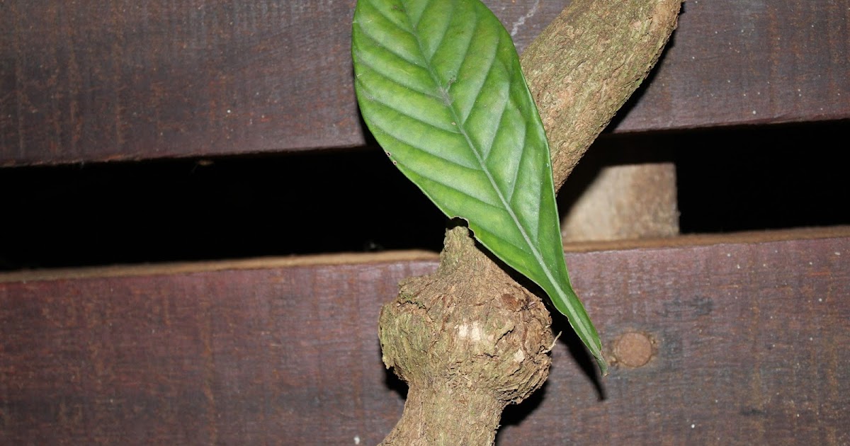A RIQUEZA ESPIRITUAL DA AMAZÔNIA: O MARIRI E A CHACRONA (O MARECHAL E A ...