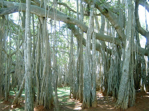 Bangalore Cityscapes: Big Banyam Tree