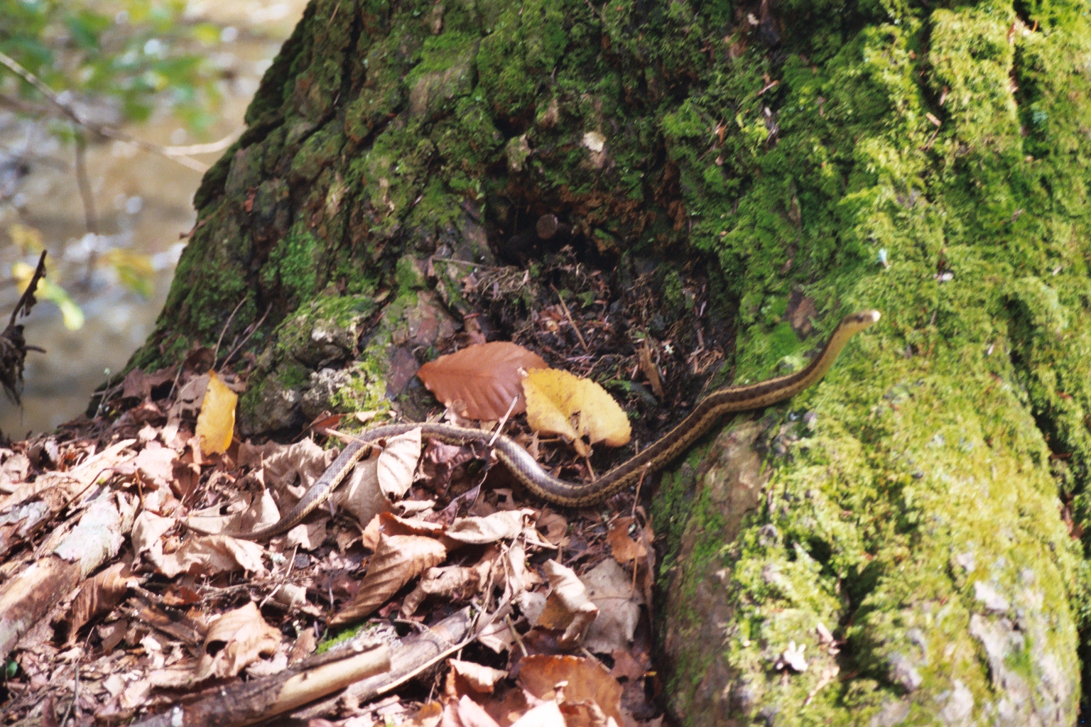 ROOTDRINKER: BERNADETTE MAYER: SNAKES AND ICICLES