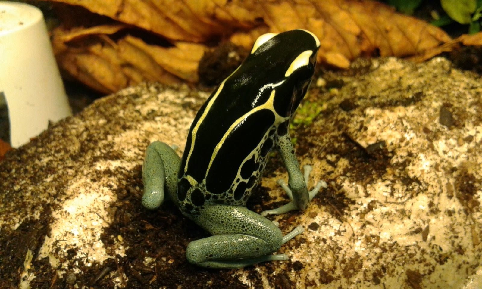 Dendroland: Dendrobates Tinctorius, sus morphos y variedades de color.