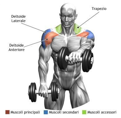Deltoid exercises – Learn how to build shoulder muscles ~ multiple fitness