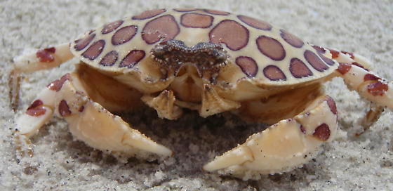 The Gypsy Boho Freedom Express: PICKING SHELLS