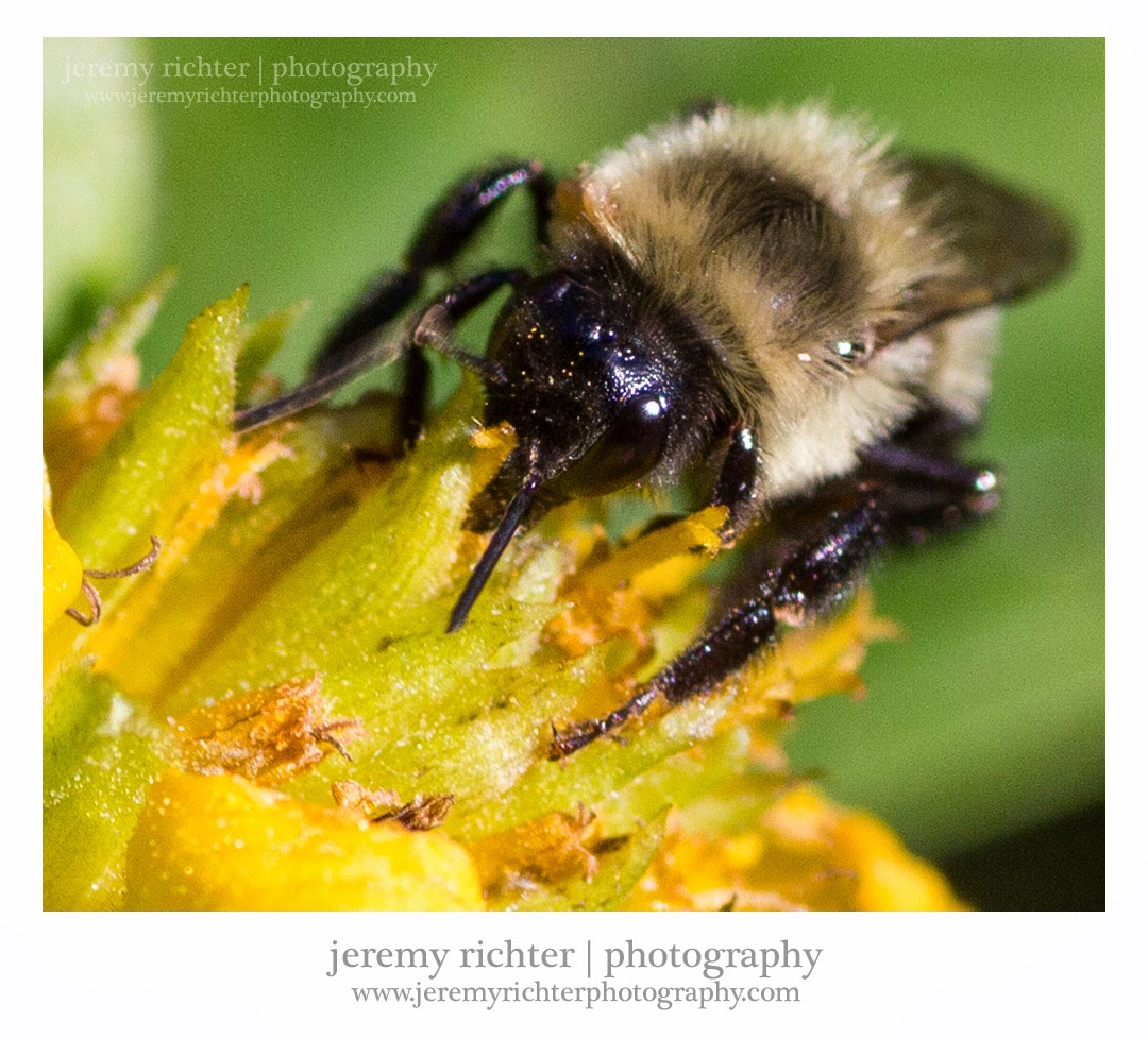 jeremy richter | photography :: blog: Honey Bee Wrapping up the Summer ...