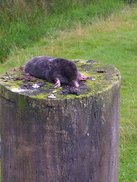 From the Country: Finding Mole Runs