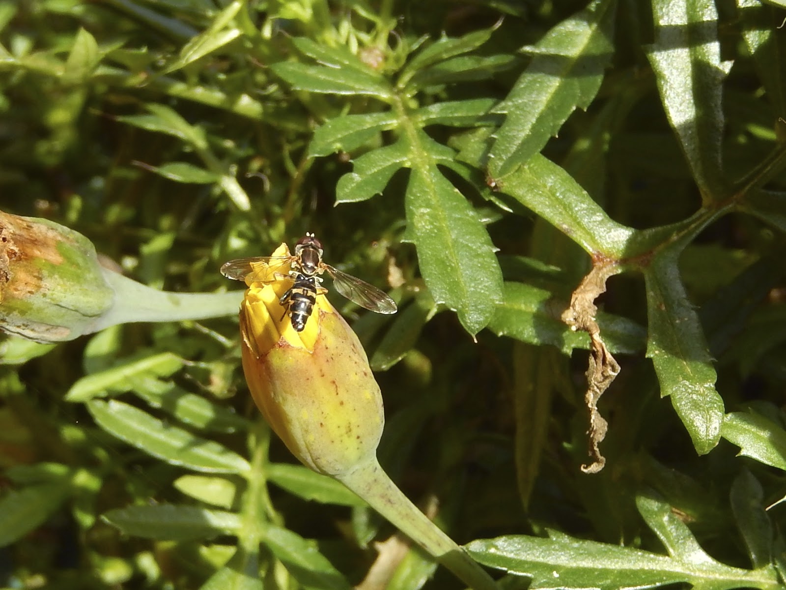 Powell River Books Blog: Coastal BC Insects: Hover Fly