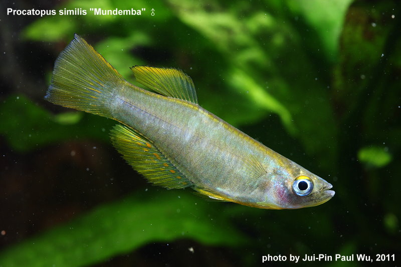 國寶的藏寶箱: Procatopus similis "Mundemba"