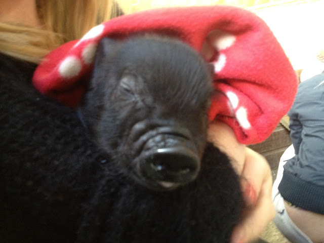 Emily Has Dimples: The Pennywell pig farm and my baked goods.
