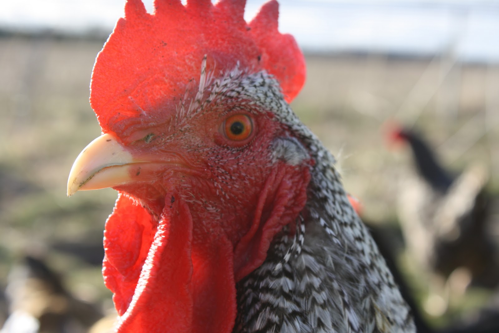 Field Notes ~ Cumberland County, Nova Scotia: April 2013