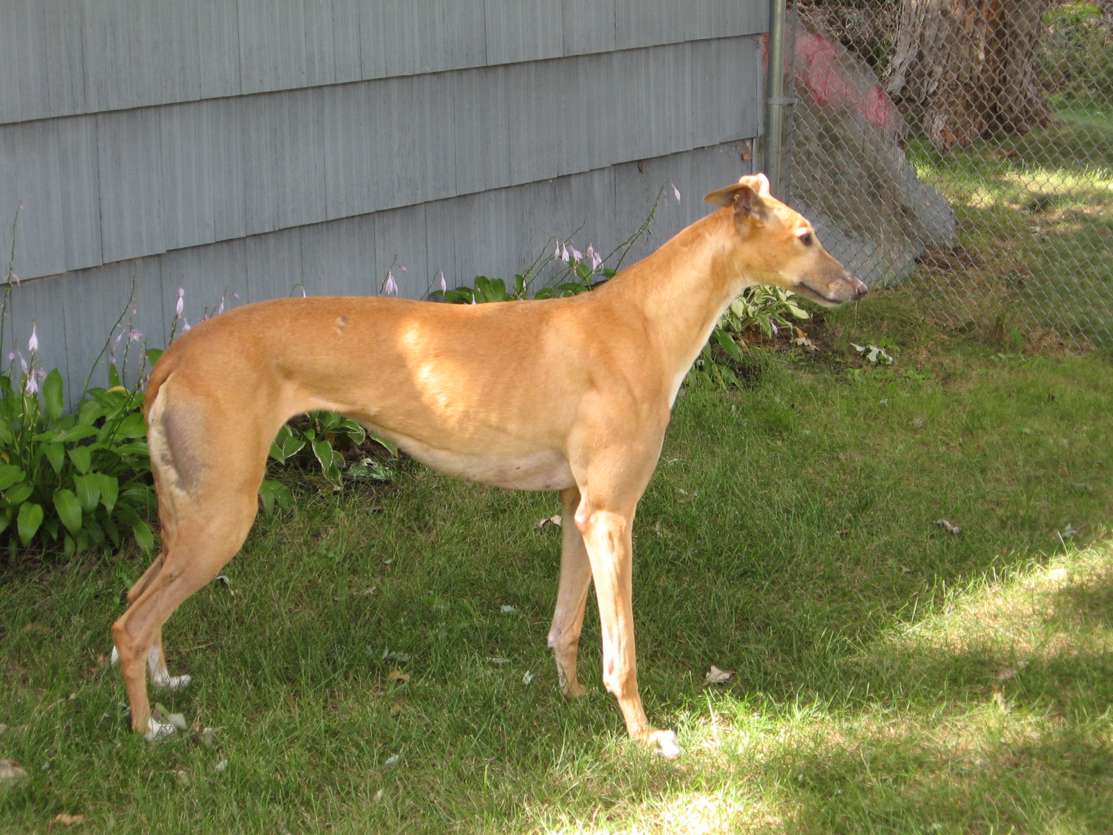 Northern Lights Greyhound Adoption Dog Blog: NLGA Photo Roundup ...