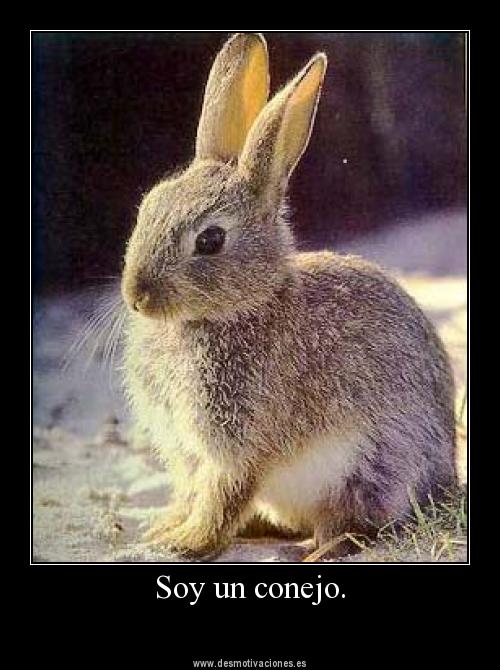 PZ C: conejo