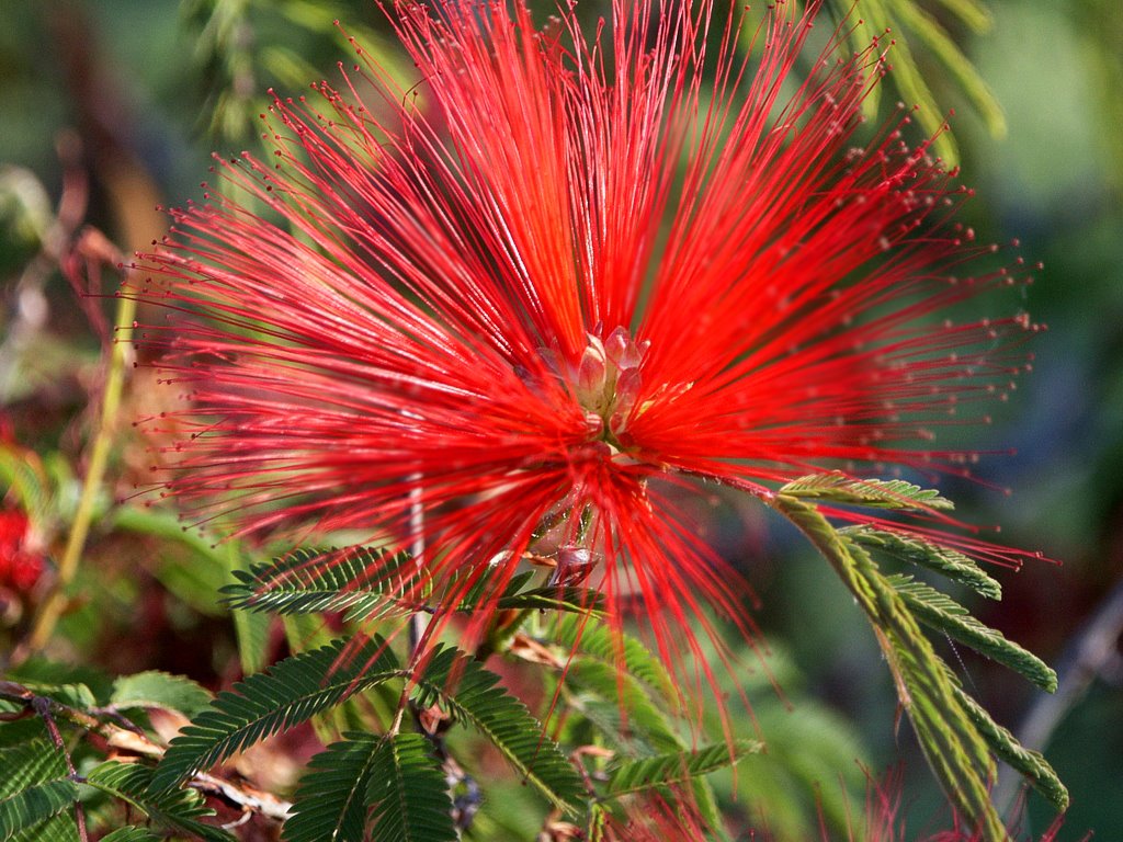 ENCICLOPEDIA DIGITAL DE FLORA Y FAUNA DEL RÍO NEGRO.