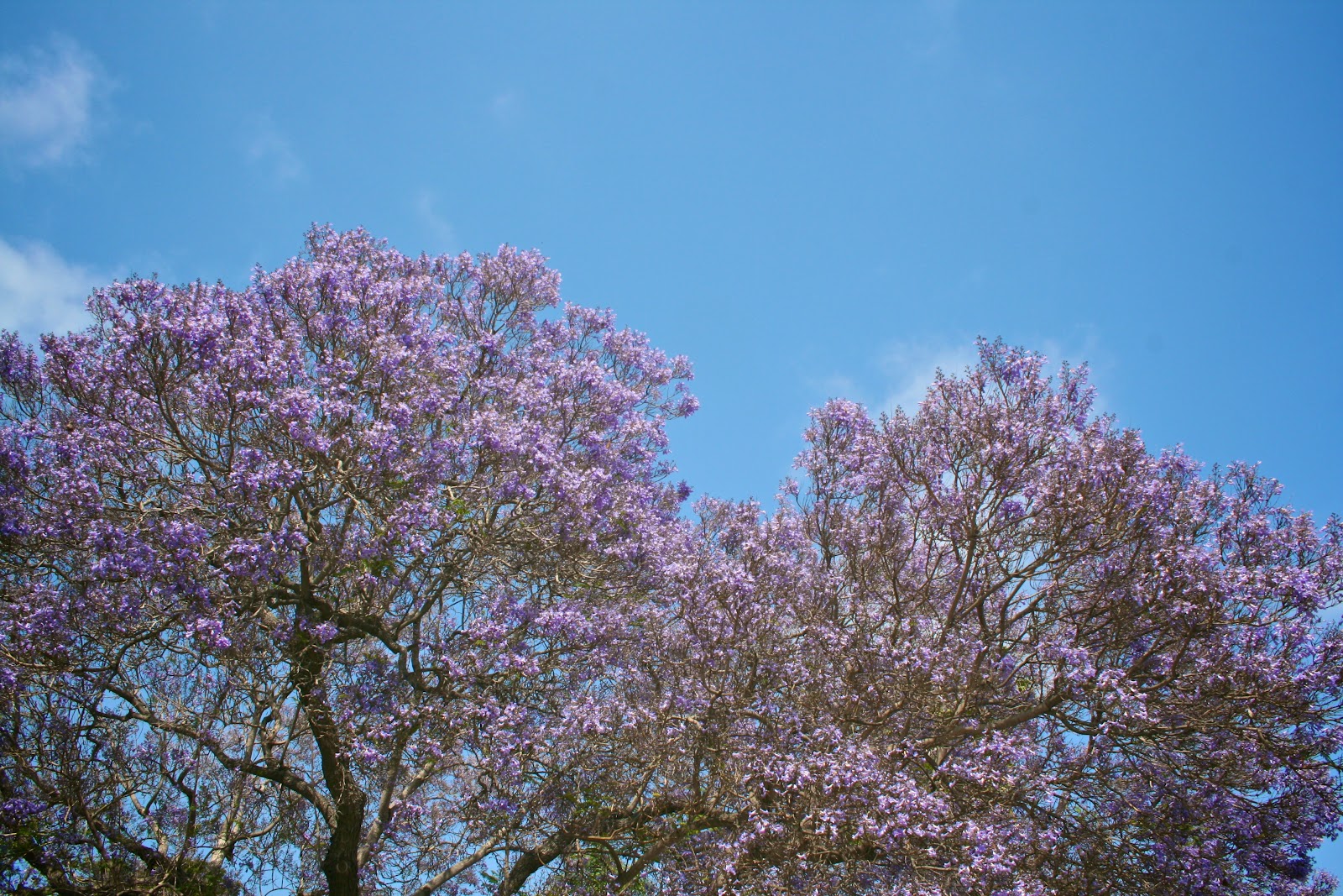 brooke: Under the Jacaranda tree.