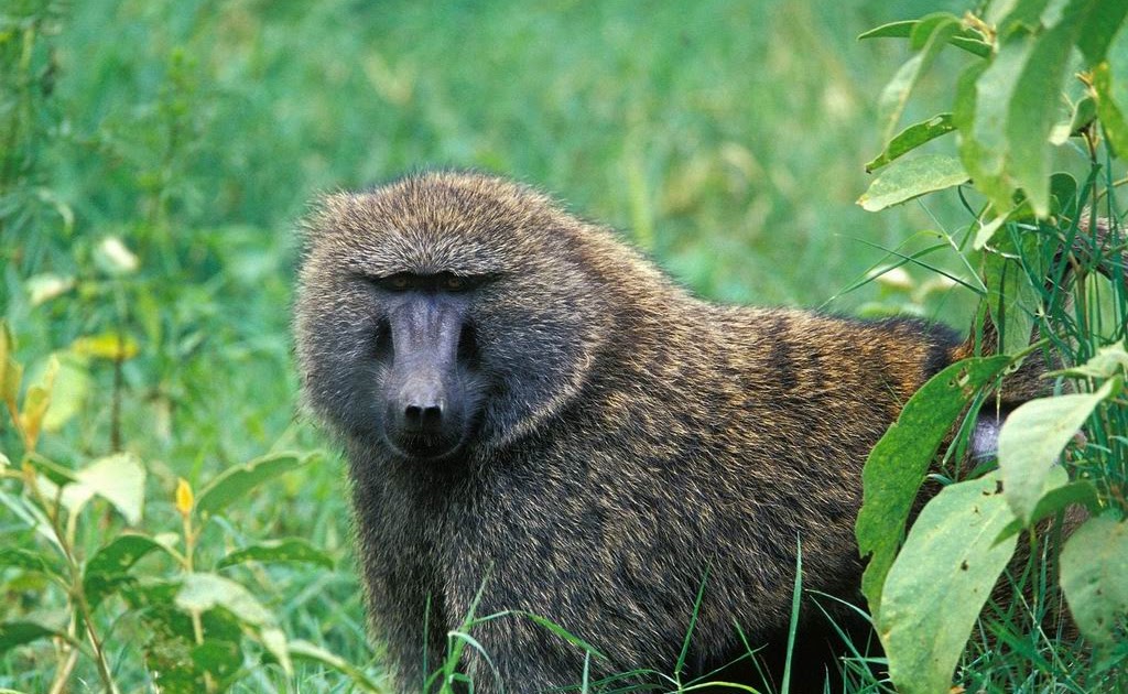 Baboon - Wild Life Planet