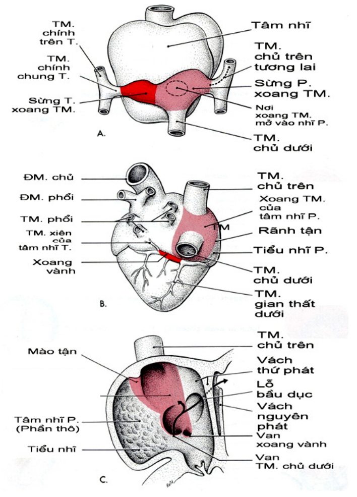 MasCar: PHÔI THAI HỌC HỆ TIM MẠCH