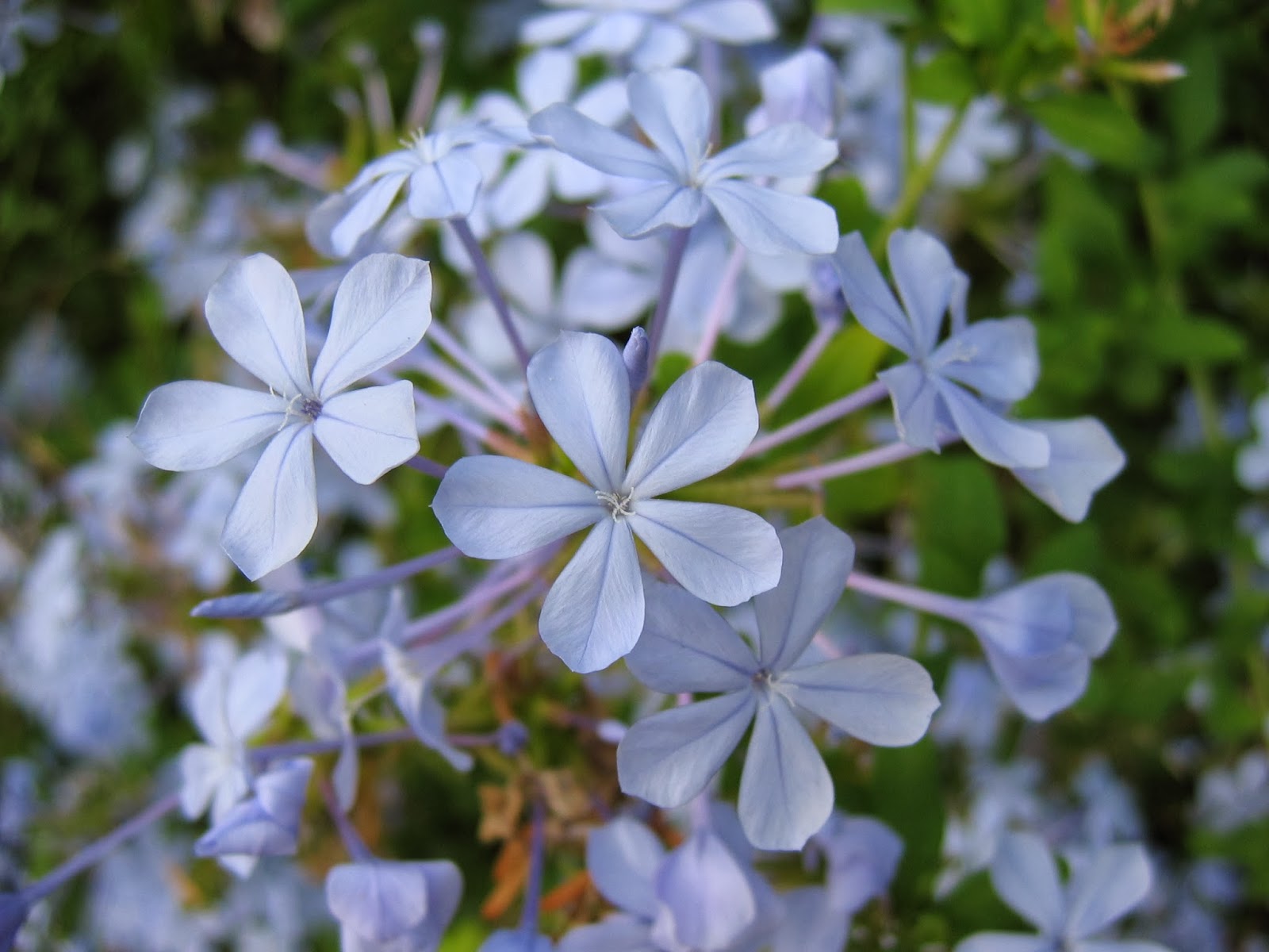 Universo Botánico: Plumbago sp. (Jazminero azul)