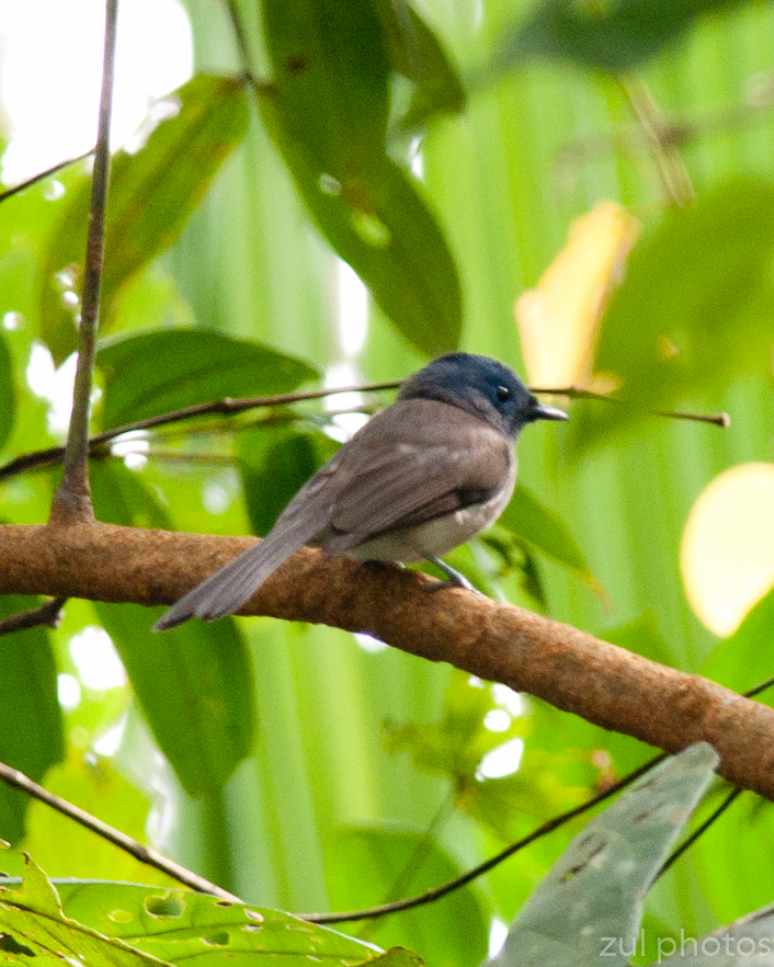 Zul Ya - Birds of Peninsular Malaysia: Black naped Monach