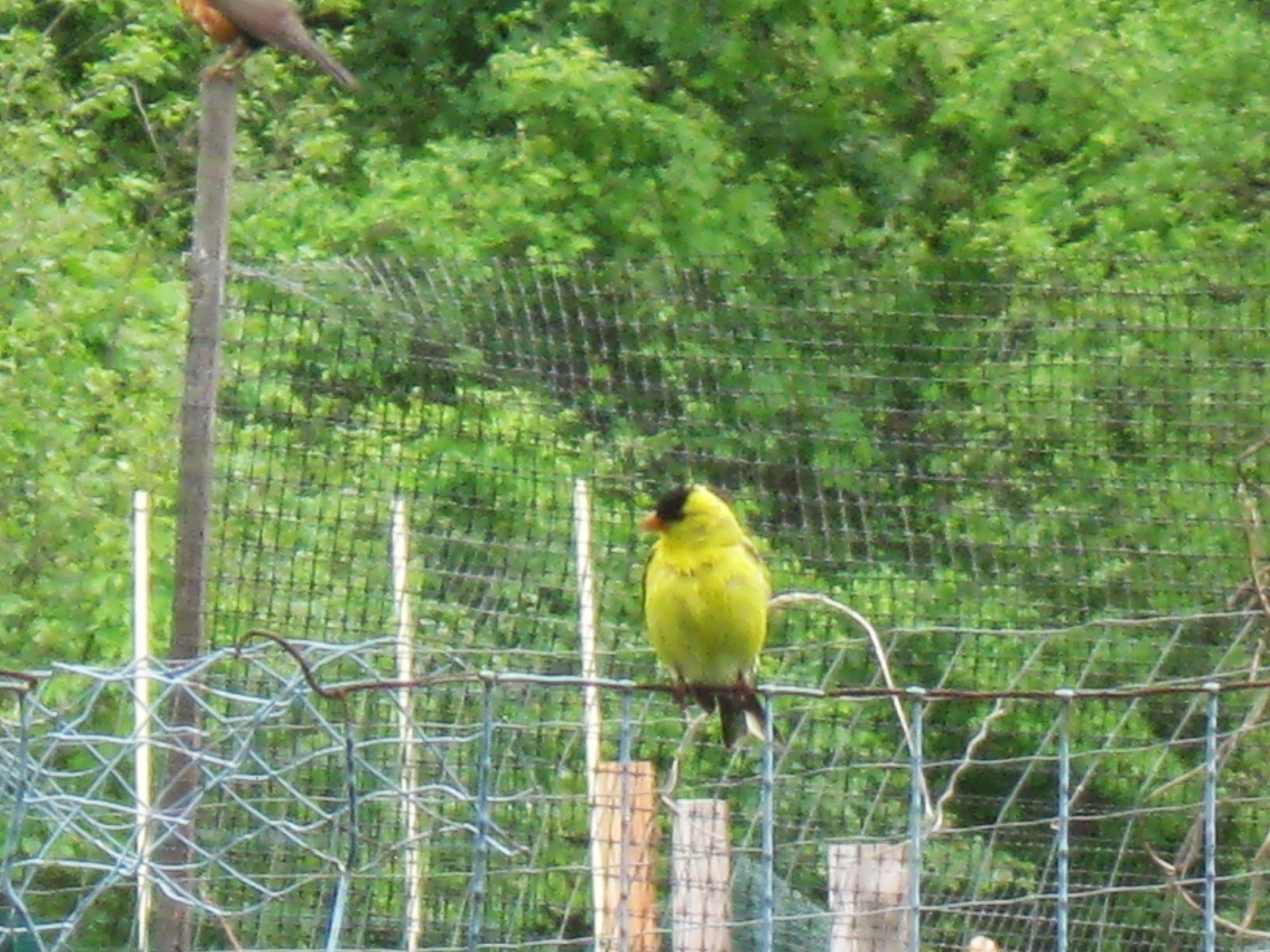 New England Nature Notes: Checking in at Nahanton Park