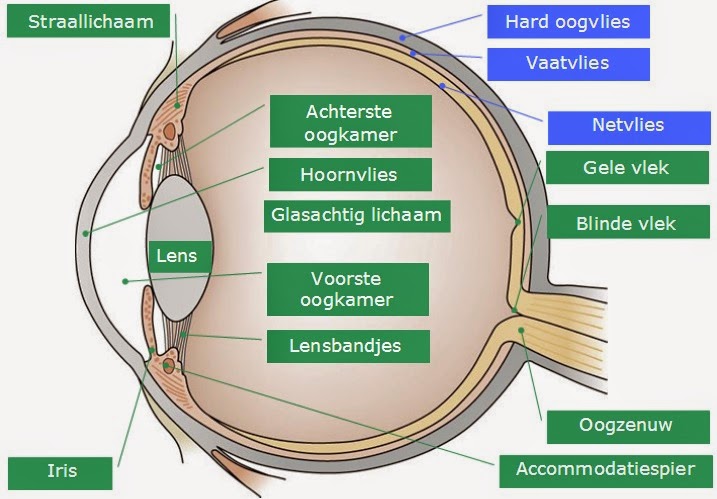 Zintuigen: Ogen zien
