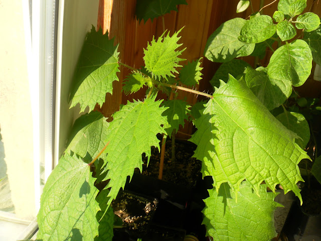 Scirpidiella's Plants: Giant Asian Nettles (Girardinia spp.)