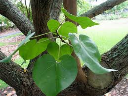 HEALTH TIPS: Poovarasan tree
