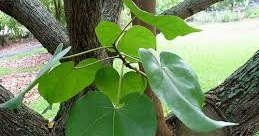 HEALTH TIPS: Poovarasan tree