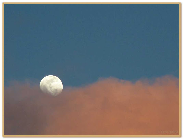 Tenerife Journal: Moonlight & Roses