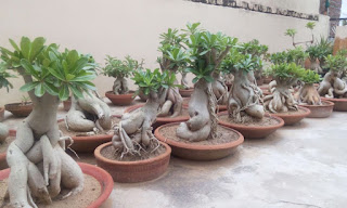 Royal Adenium | Bonsai Adenium Plant