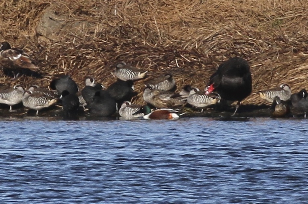 Jennifer Spry's Birding Blog: Northern Shoveler at Western Treatment Plant