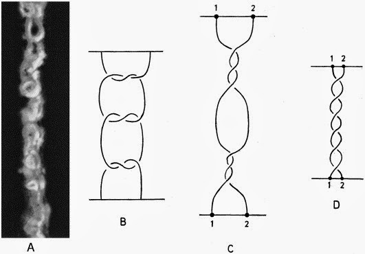 800 million: Vortex Loops, Helical Spring and Hair Vortex