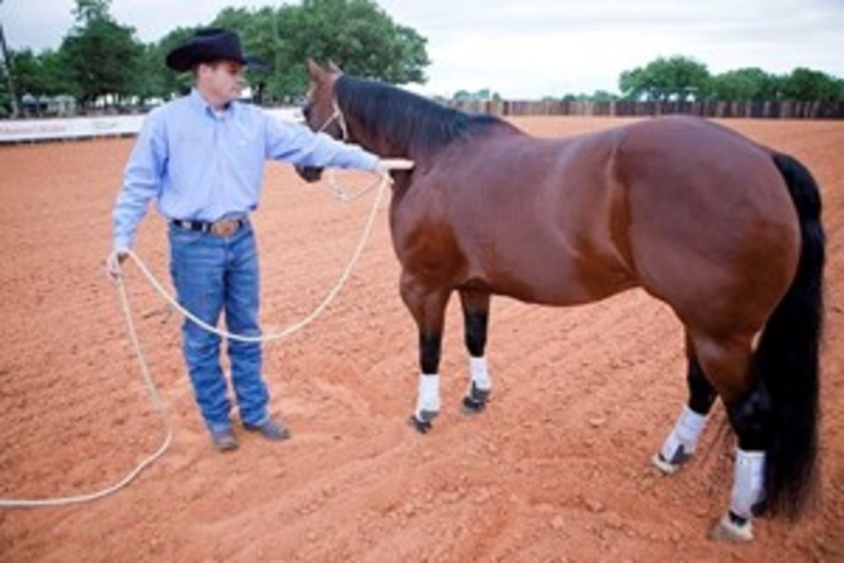 French Vocabulary Illustrated: longe