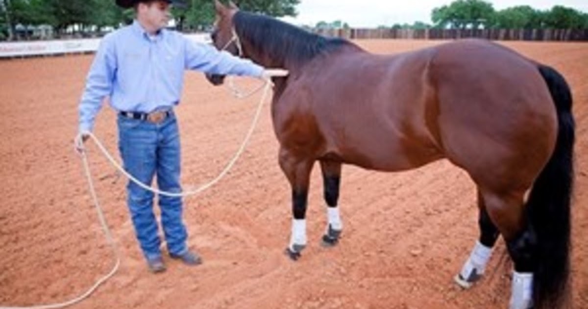 French Vocabulary Illustrated: longe