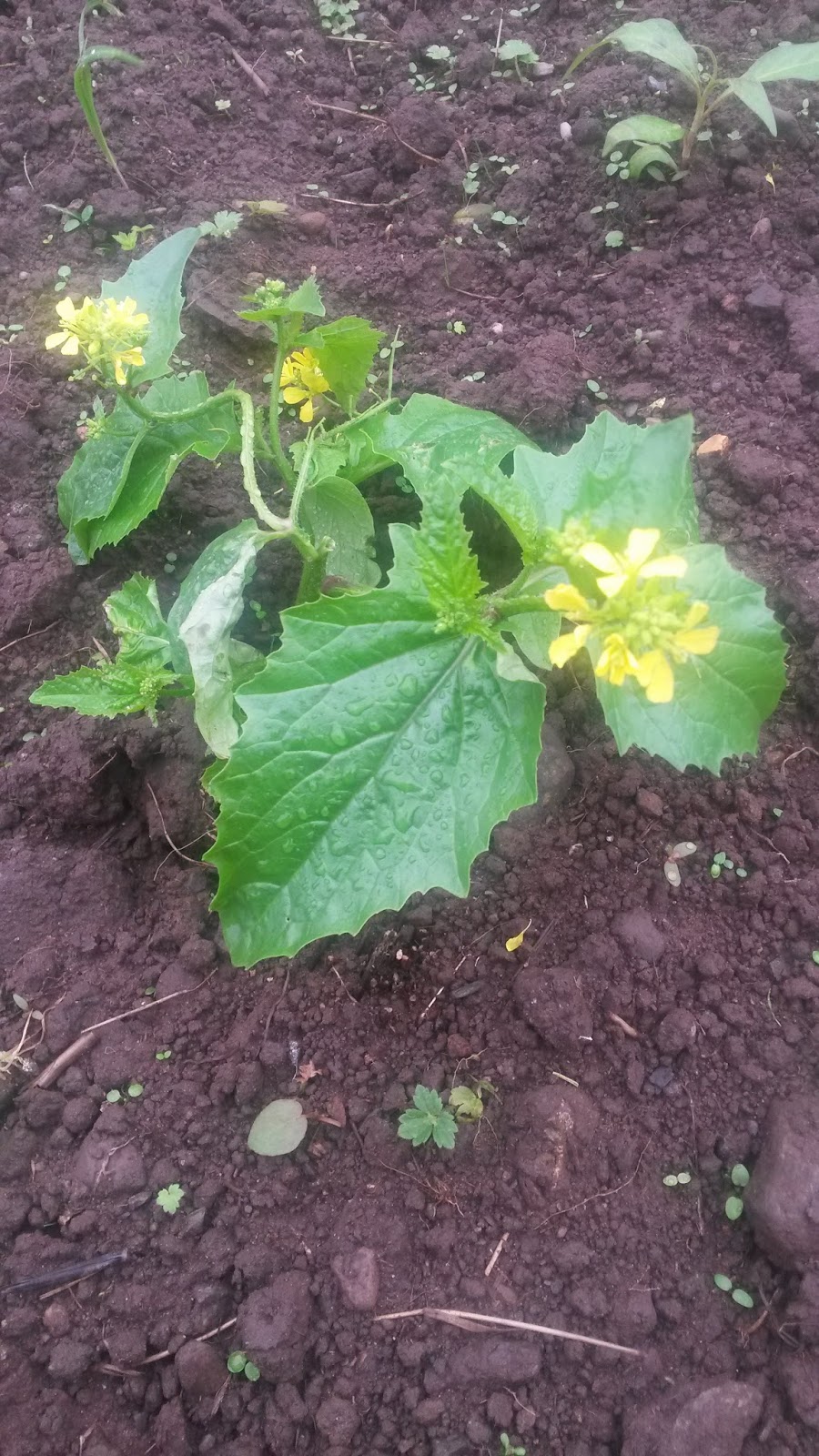 BUZZARD BUSHCRAFT: Charlock - Synapsis arvensis