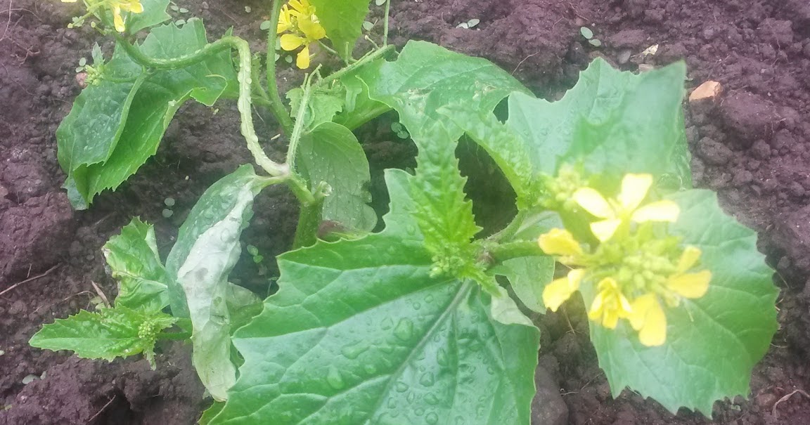 BUZZARD BUSHCRAFT: Charlock - Synapsis arvensis