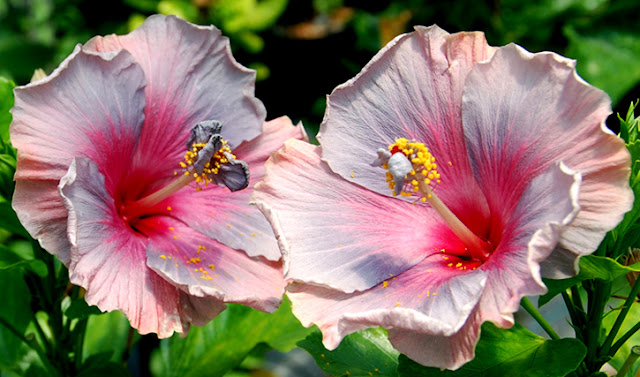 Bunga Raya - Bunga Kebangsaan Malaysia - Relaks Minda