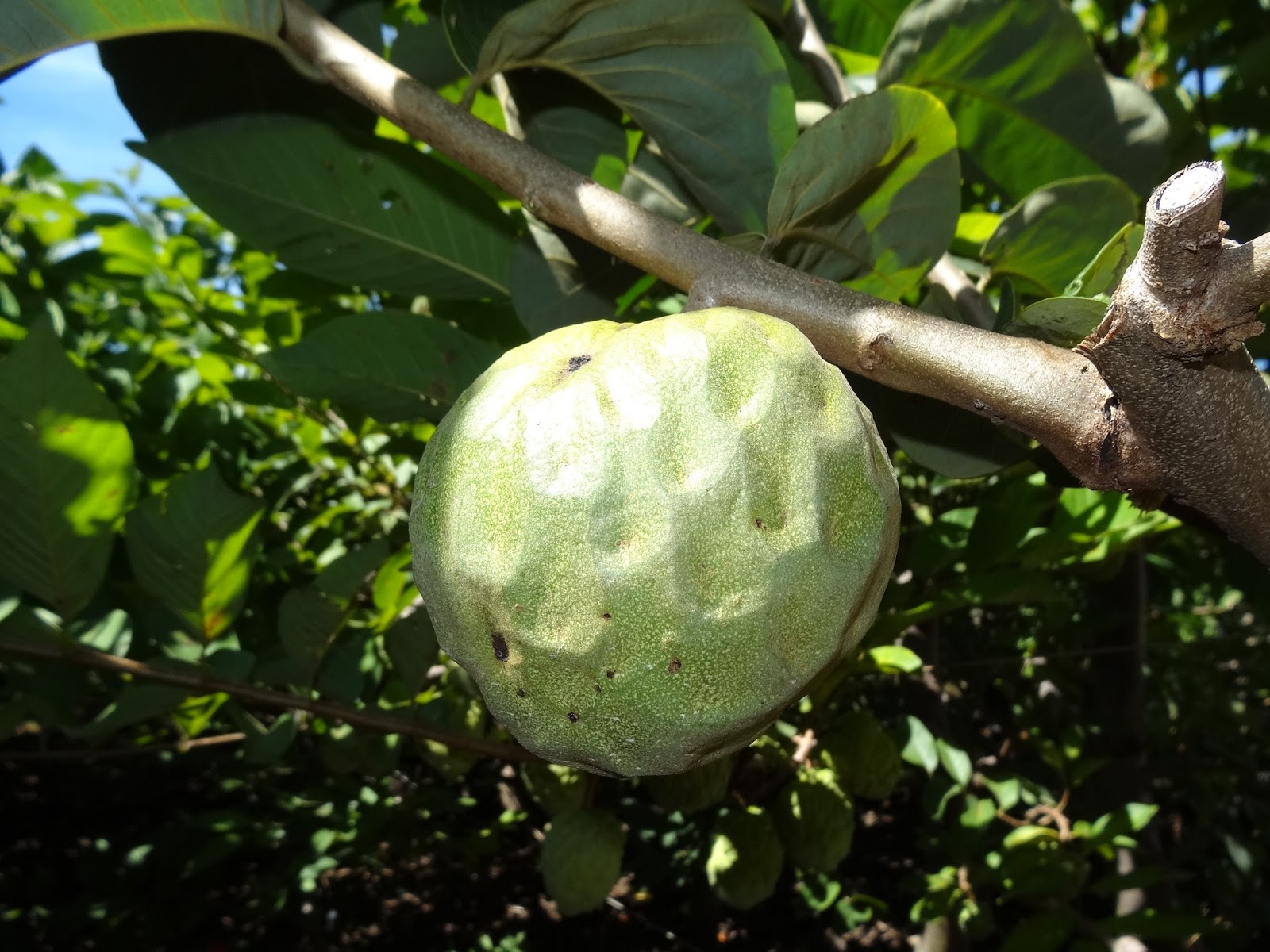 QUINTAIS IMORTAIS: Anonáceas