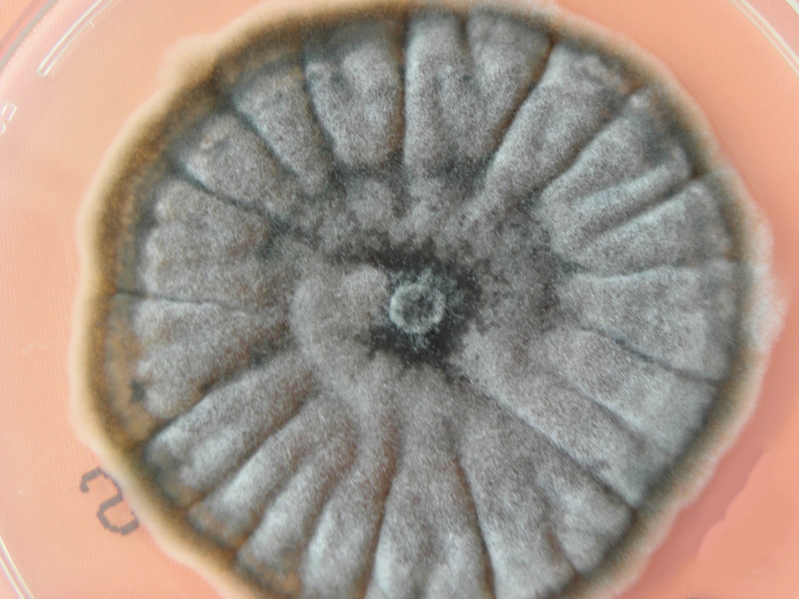 ATLAS MICOLOGIA: EXSEROHILUM ROSTRATUM