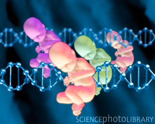 SBI 3U1 Biology Blog: Designer Babies