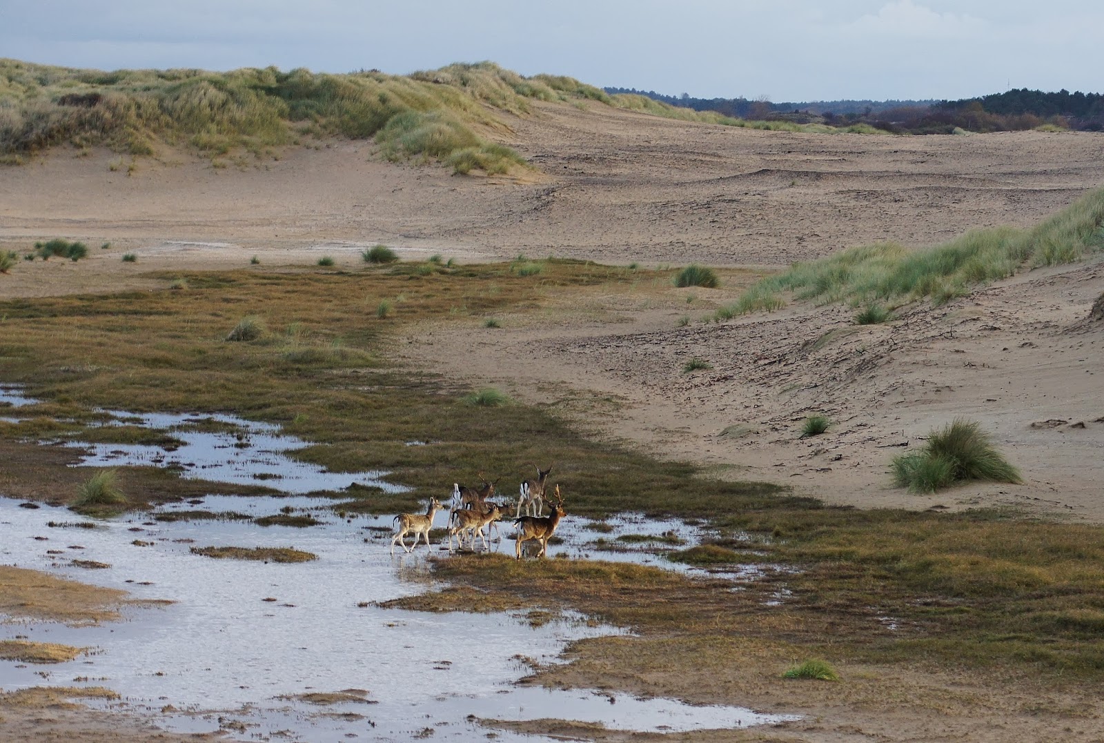AMSTERDAMSE WATERLEIDINGDUINEN AWD: Duinen In Beweging