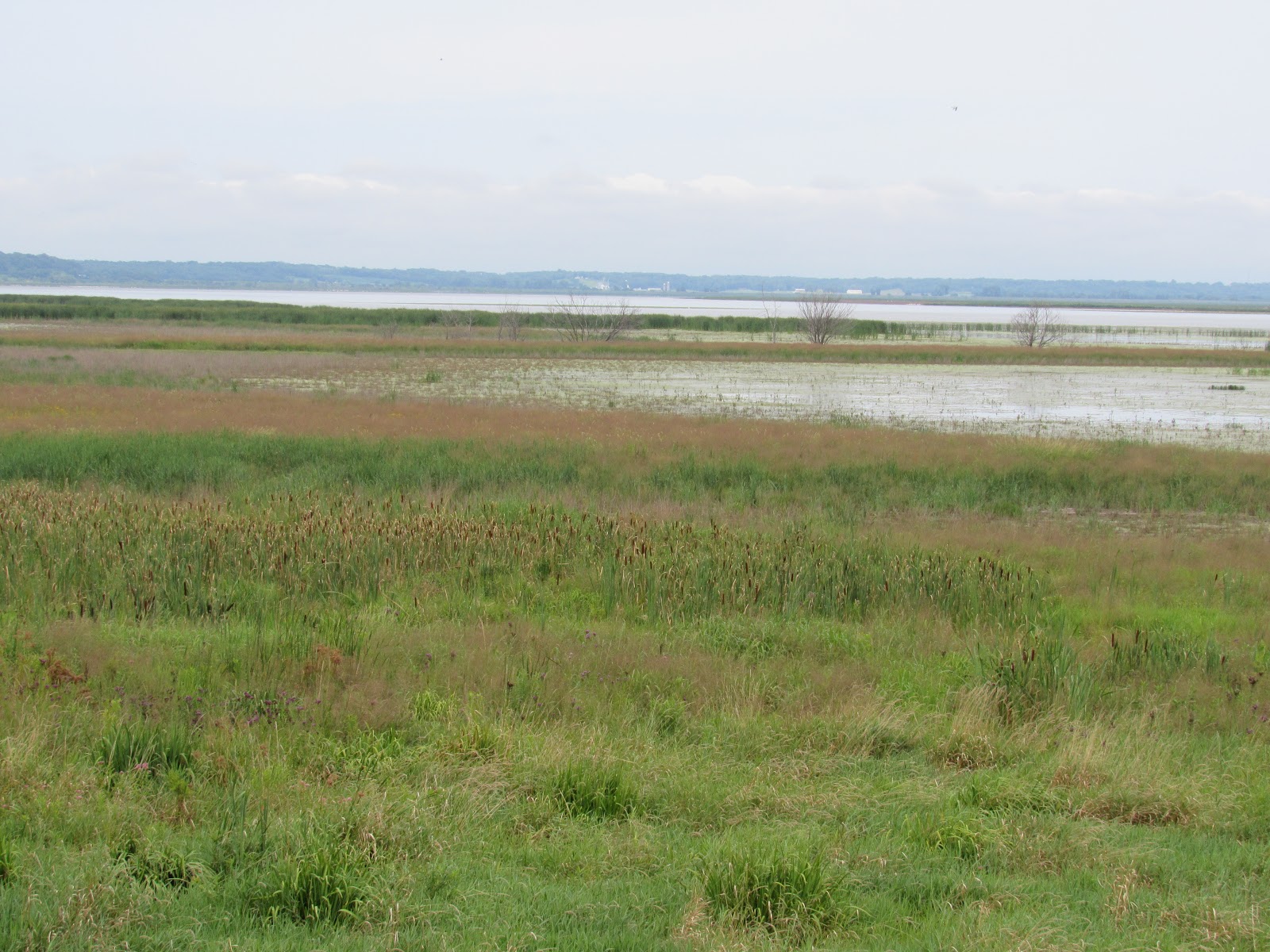 The Wild Land of Lincoln: Dead Carp, Trespassing, and... Goofy Ridge ...