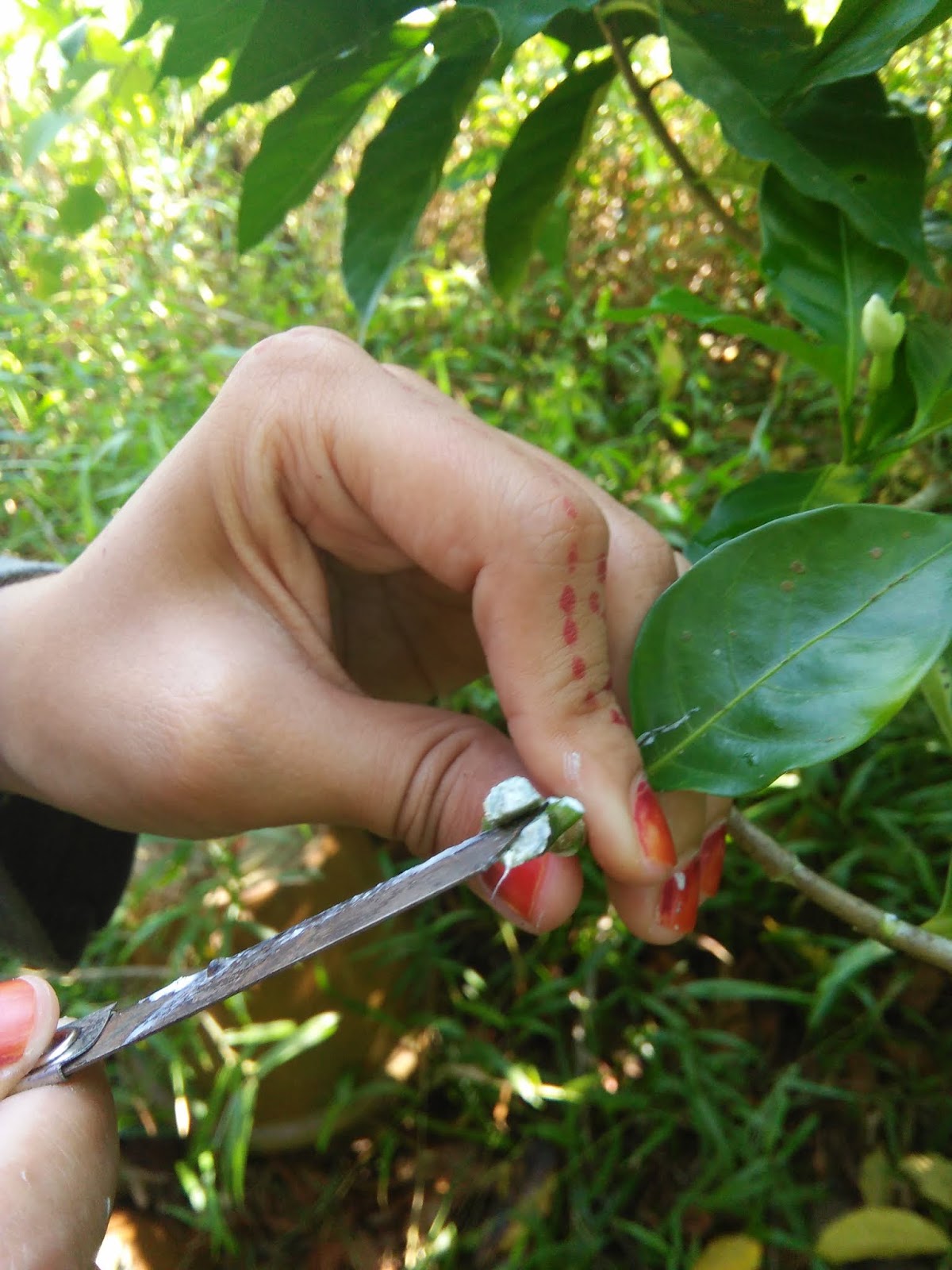 PEMBIAKAN VEGETATIF (BEBAWANG/BULBS) & CANTUMAN BAJI